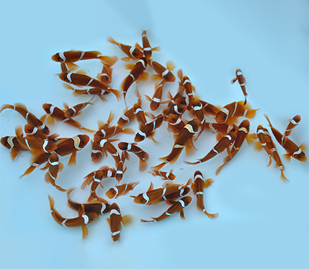 Central Marine Fisheries Research Institute | Home