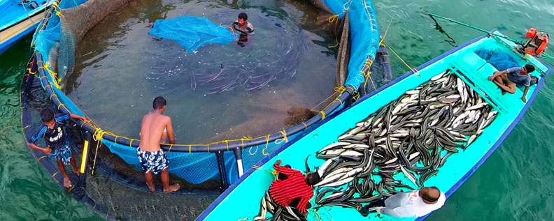 Central Marine Fisheries Research Institute | Home