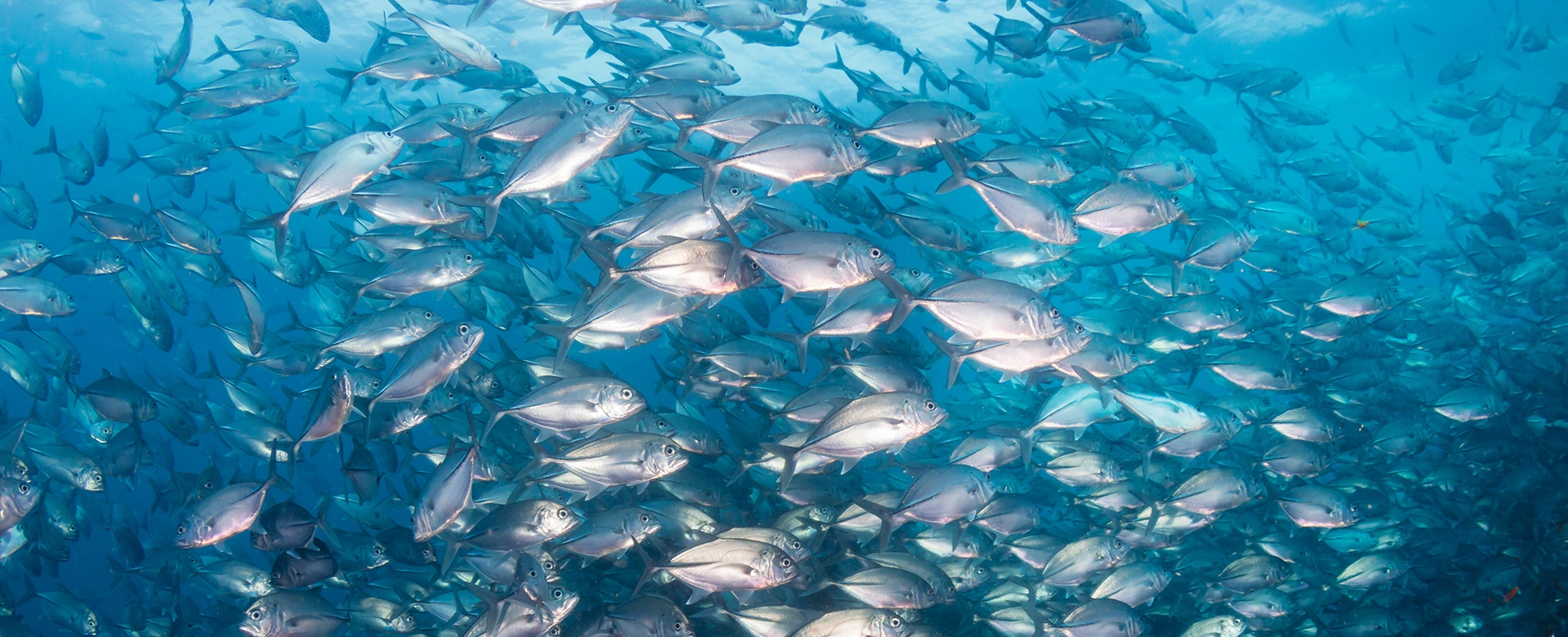 Central Marine Fisheries Research Institute | Home