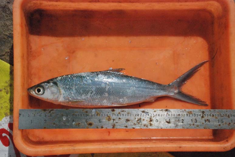 Central Marine Fisheries Research Institute | Home