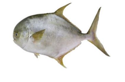 Central Marine Fisheries Research Institute | Home